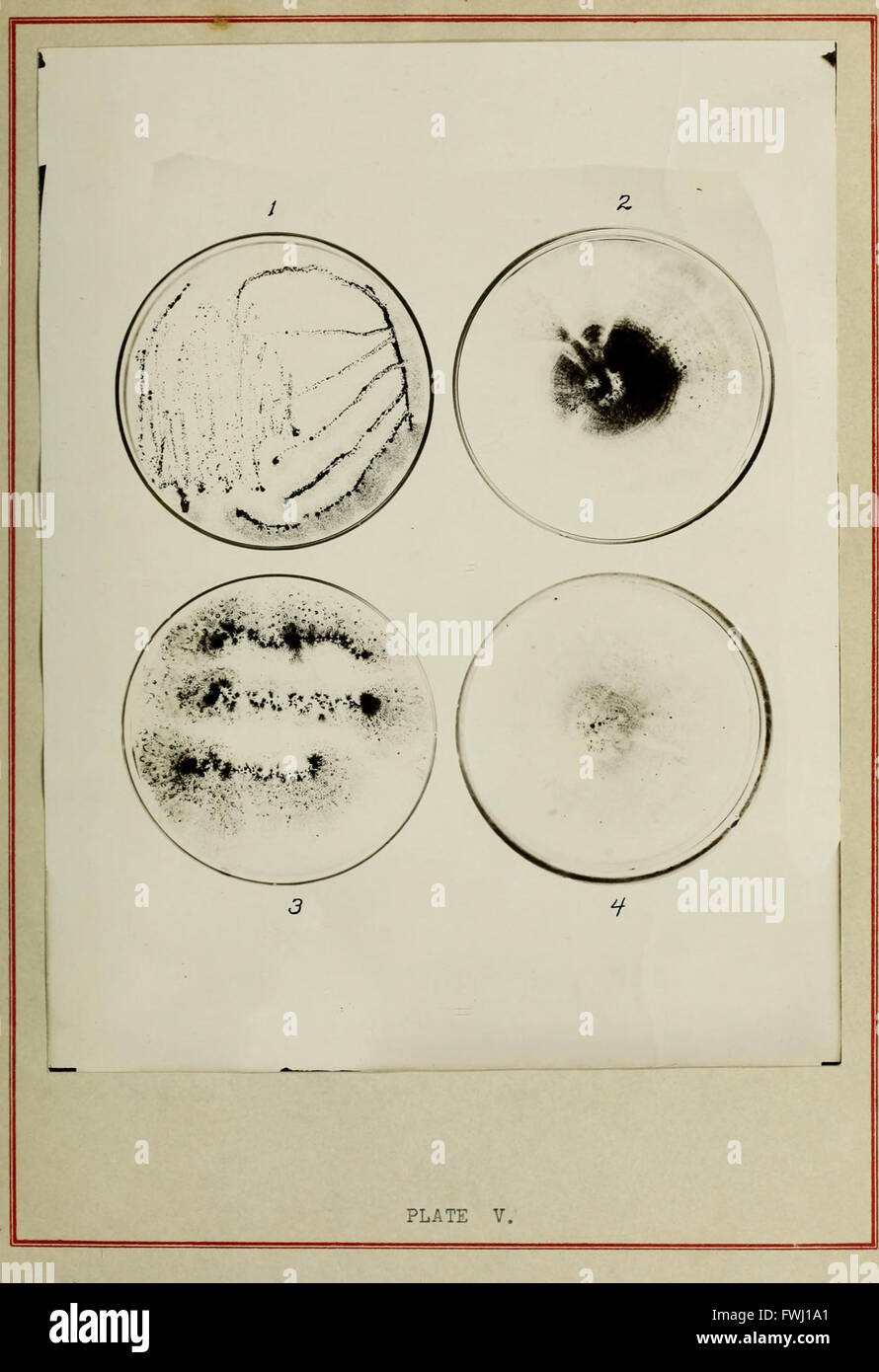 This 1920 study focuses on the occurrence of sooty molds on mango trees ...