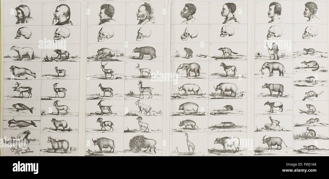 Racial classifications hi-res stock photography and images - Alamy