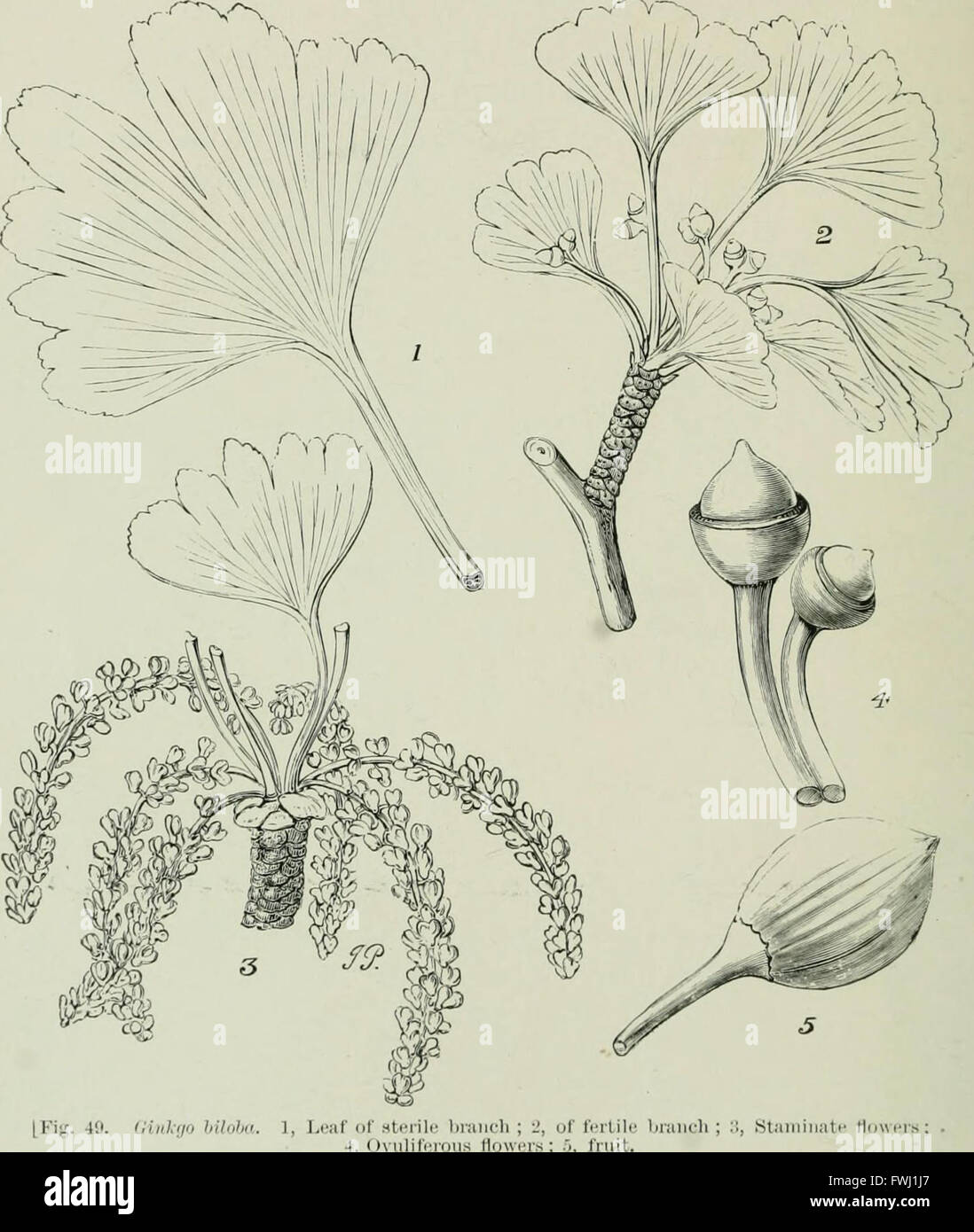 'Veitch's Manual of the Coniferae' provides an in-depth review of ...