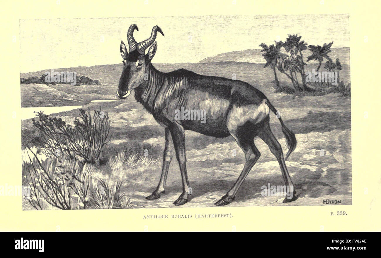 Plate 24 from 'Wild Beasts and Their Ways' illustrates various wild ...