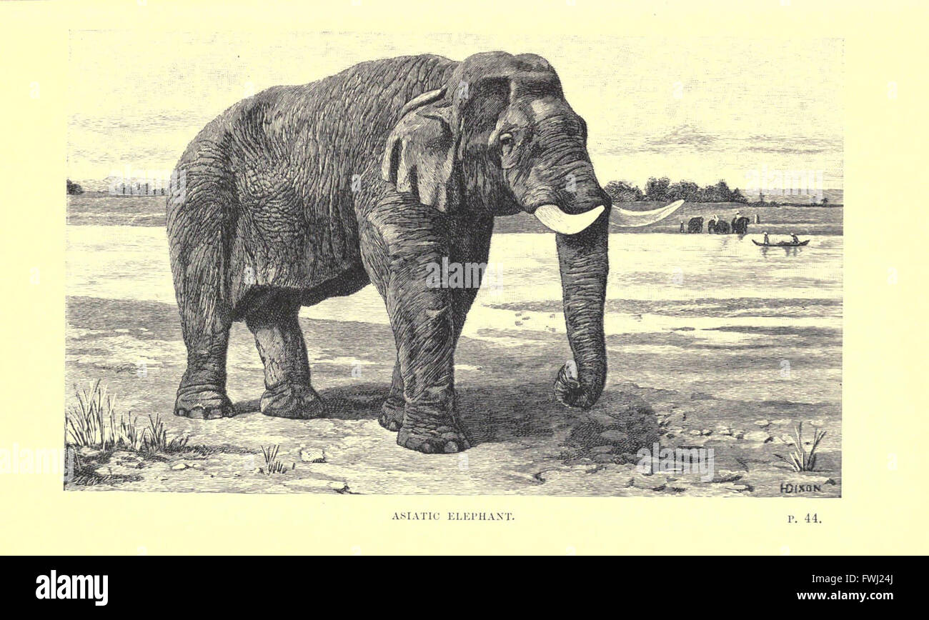 An illustrated study of wild animals and their behaviors, offering ...