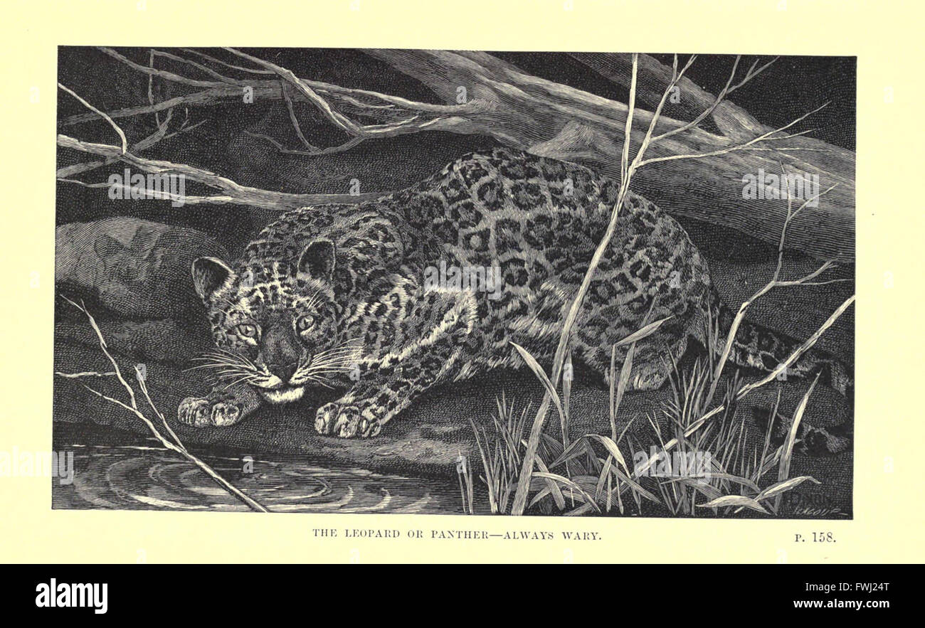 An illustration from the book 'Wild Beasts and Their Ways,' depicting ...
