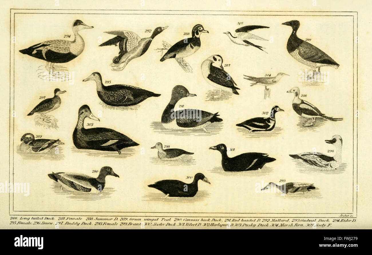 A series of illustrations from Alexander Wilson's 'American Ornithology ...