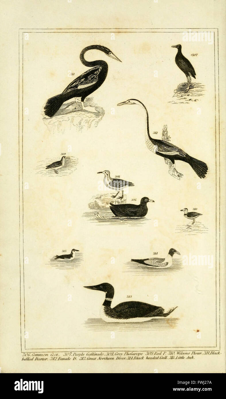 Alexander wilson ornithology hi-res stock photography and images - Alamy