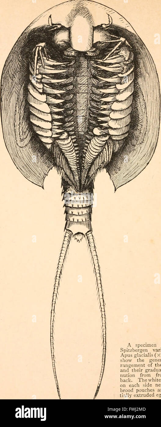..The Apodida, a morphological study (1892 Stock Photo - Alamy