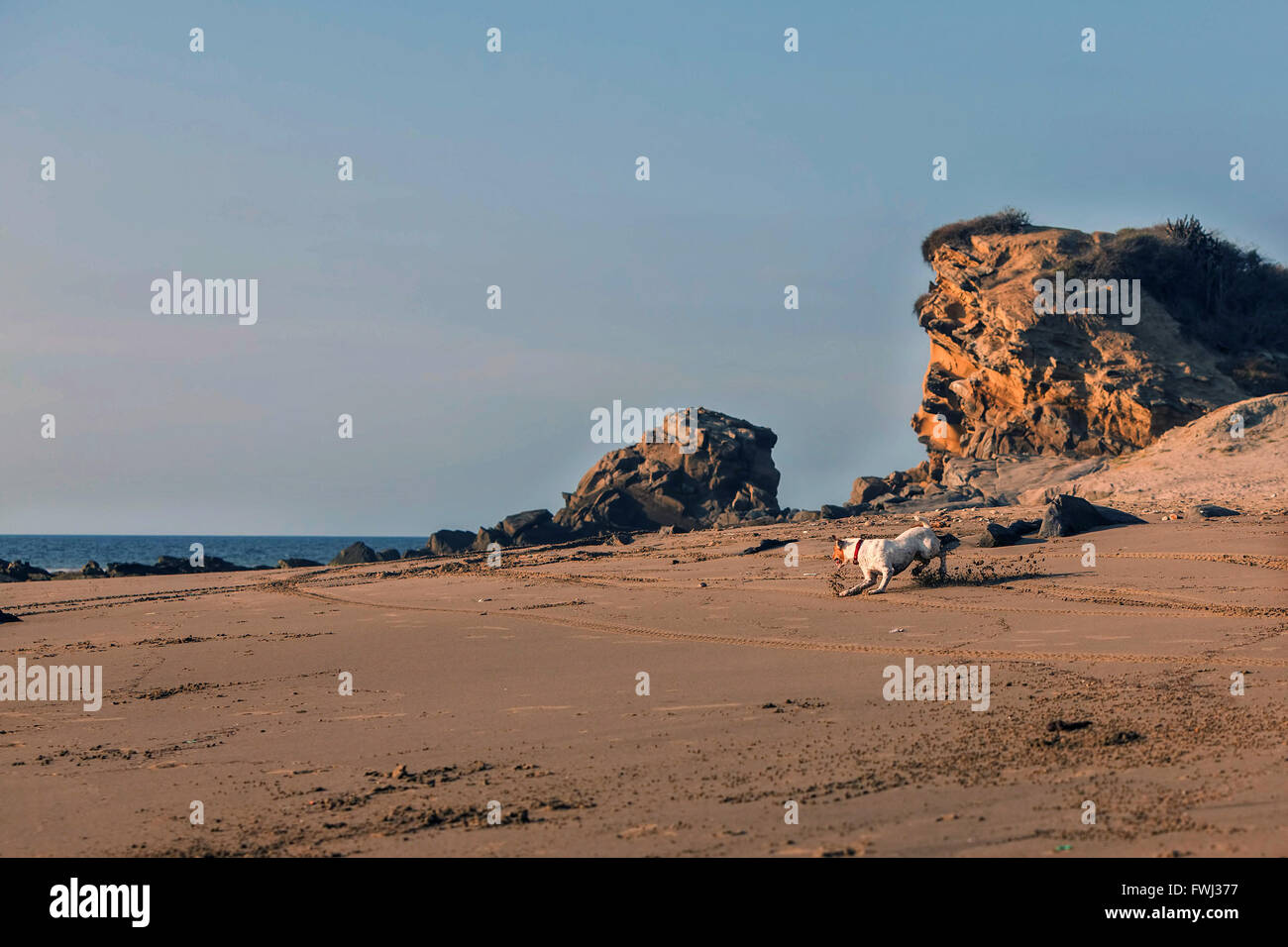 Jack Russell Terrier Adult Dog Trying To Catch A Rock Stock Photo - Alamy