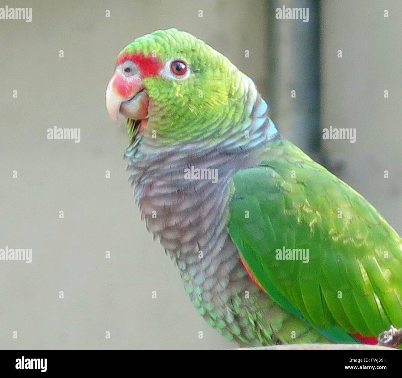 Amazon parrot hi-res stock photography and images - Alamy