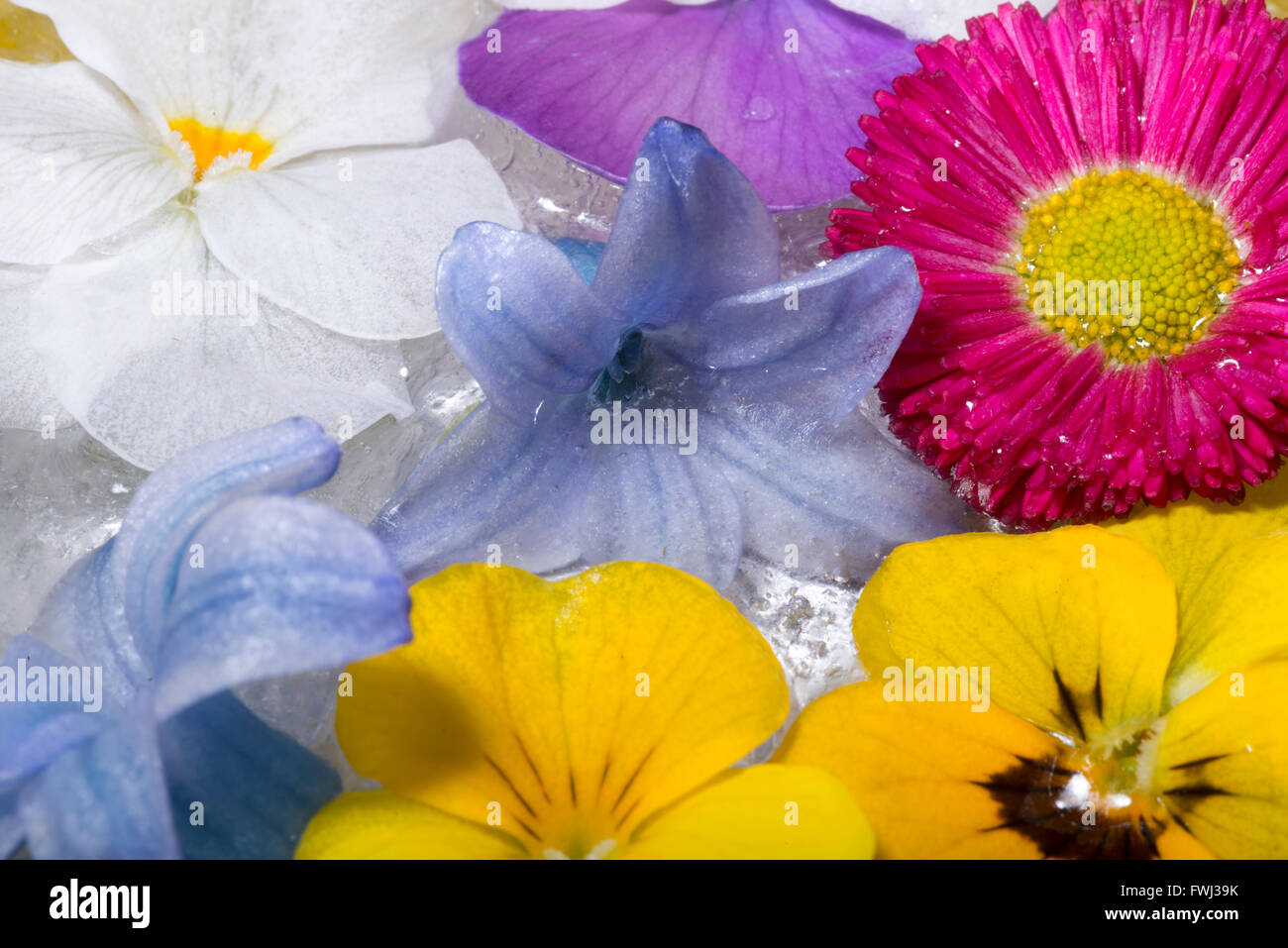 beautiful frozen spring flowers in spring setting Stock Photo - Alamy