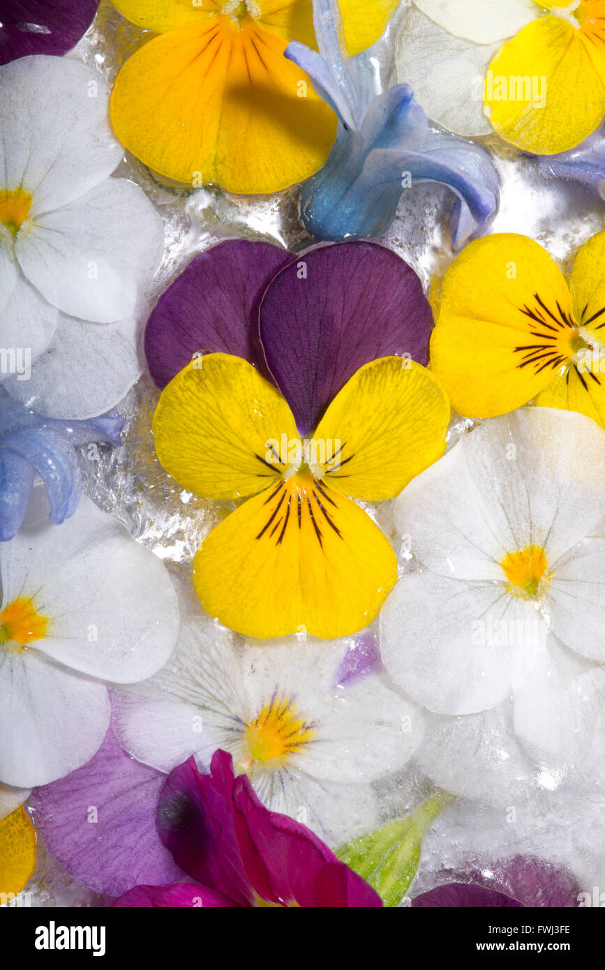 beautiful frozen spring flowers in spring setting Stock Photo - Alamy