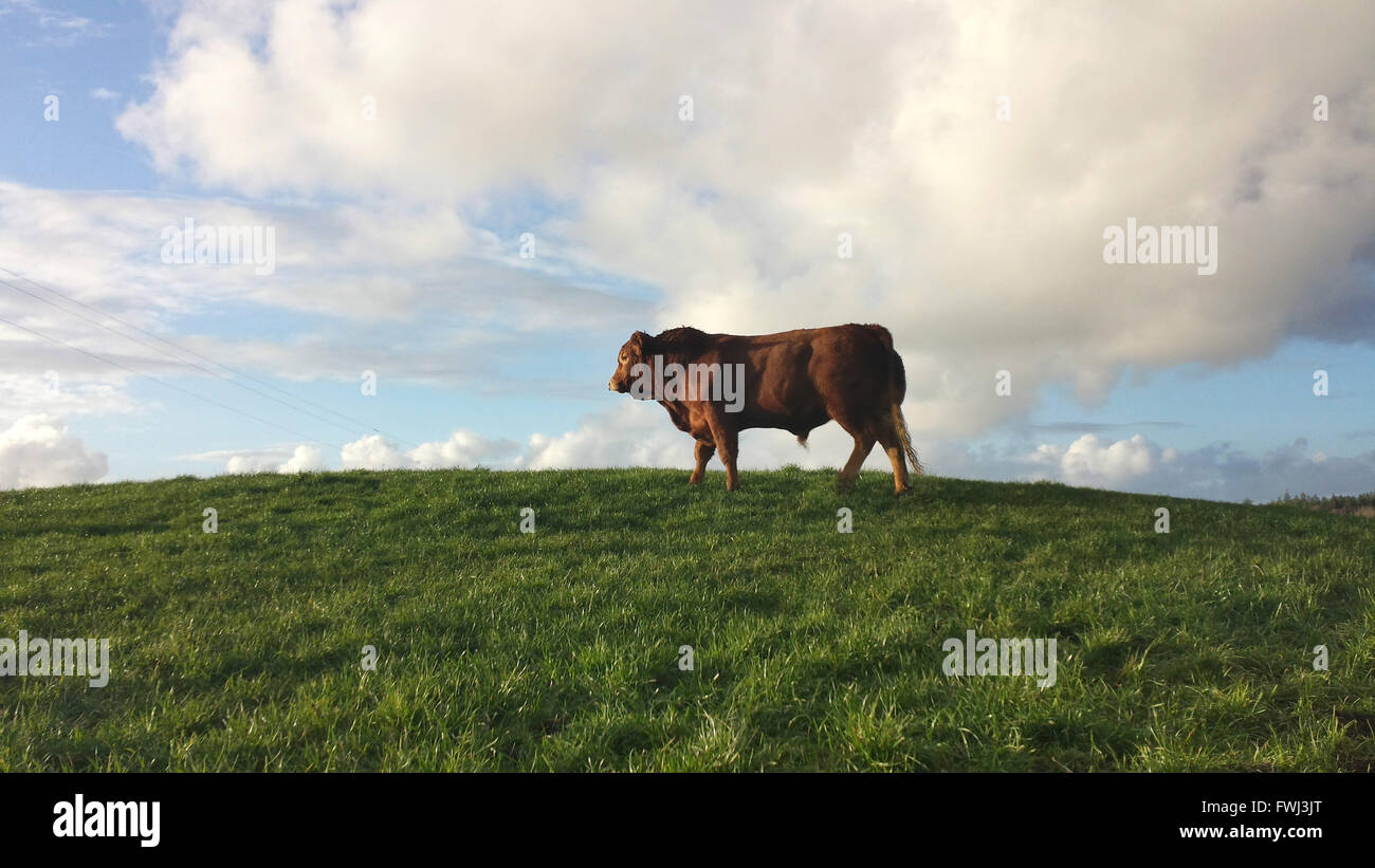 Single Bull Standing In Green Pasture Stock Photo - Alamy