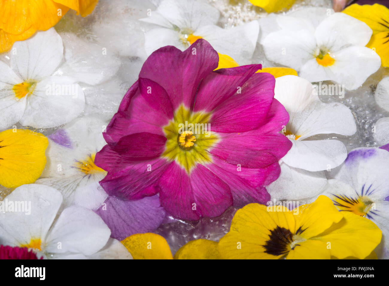 beautiful frozen spring flowers in spring setting Stock Photo - Alamy