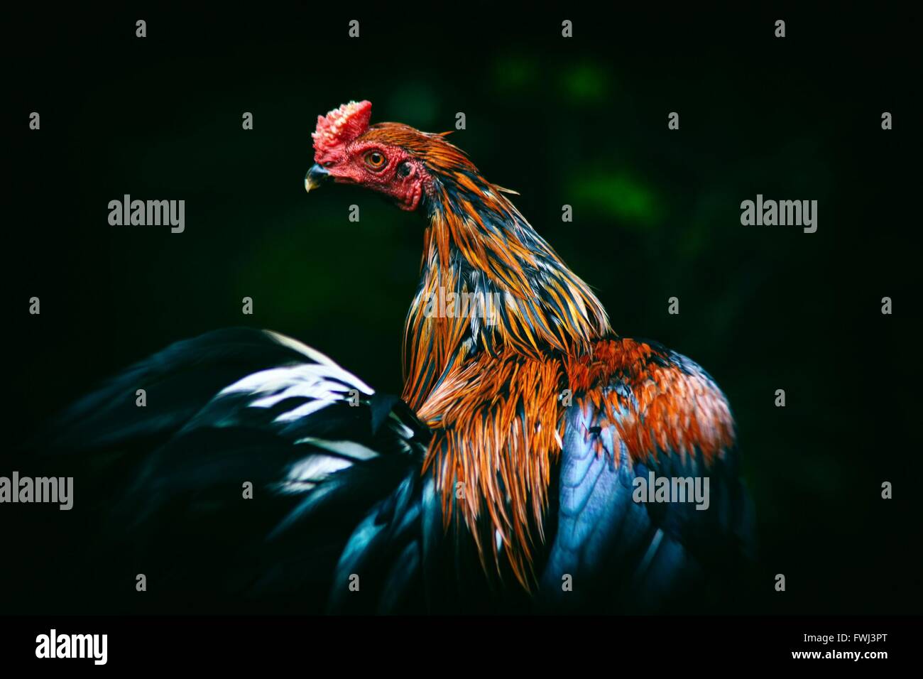 Rooster High Resolution Stock Photography and Images - Alamy
