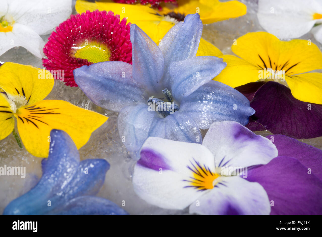beautiful frozen spring flowers in spring setting Stock Photo - Alamy