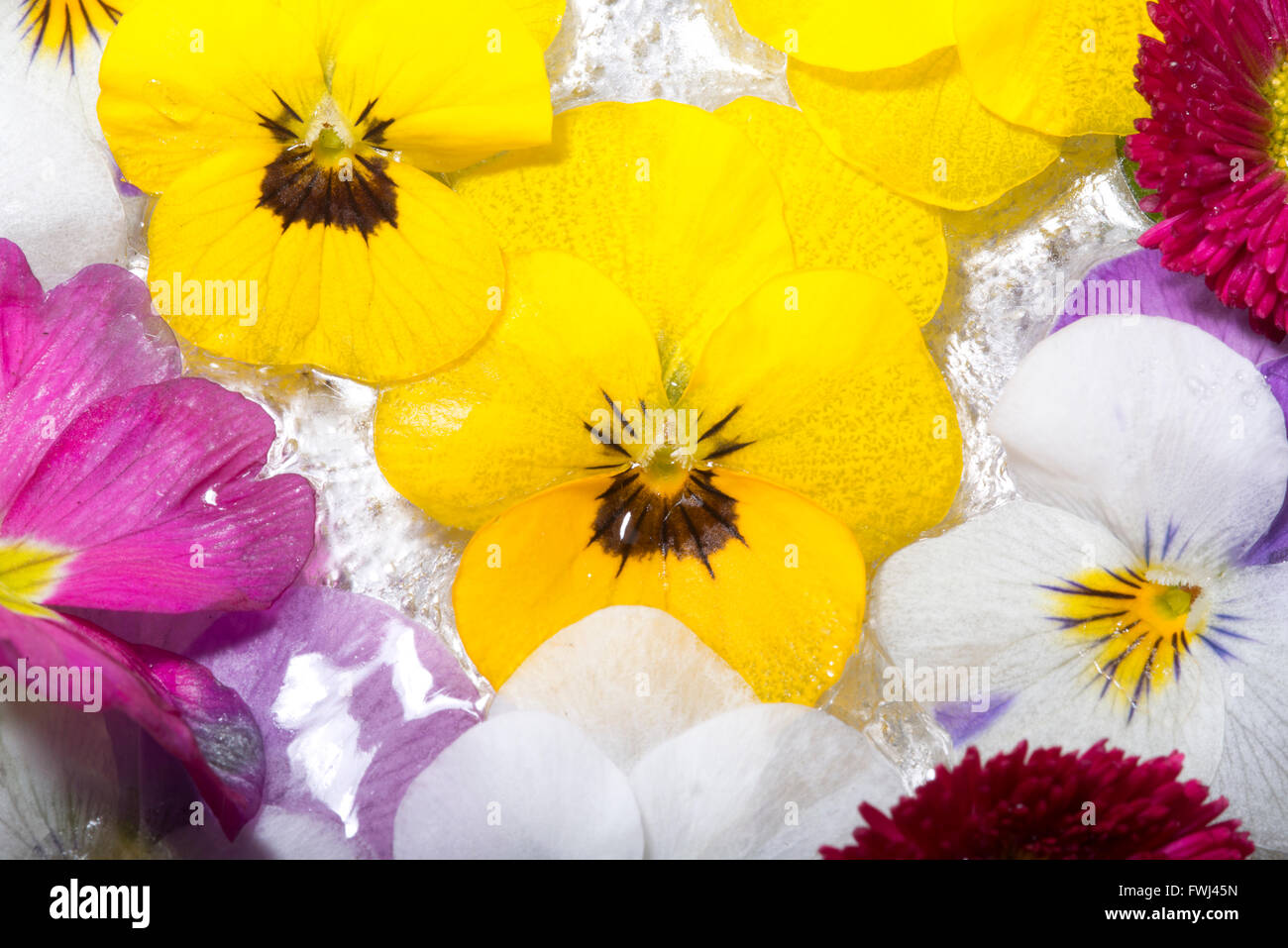 beautiful frozen spring flowers in spring setting Stock Photo - Alamy
