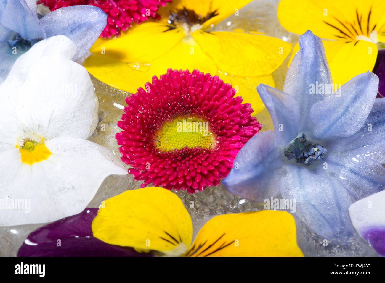 beautiful frozen spring flowers in spring setting Stock Photo - Alamy