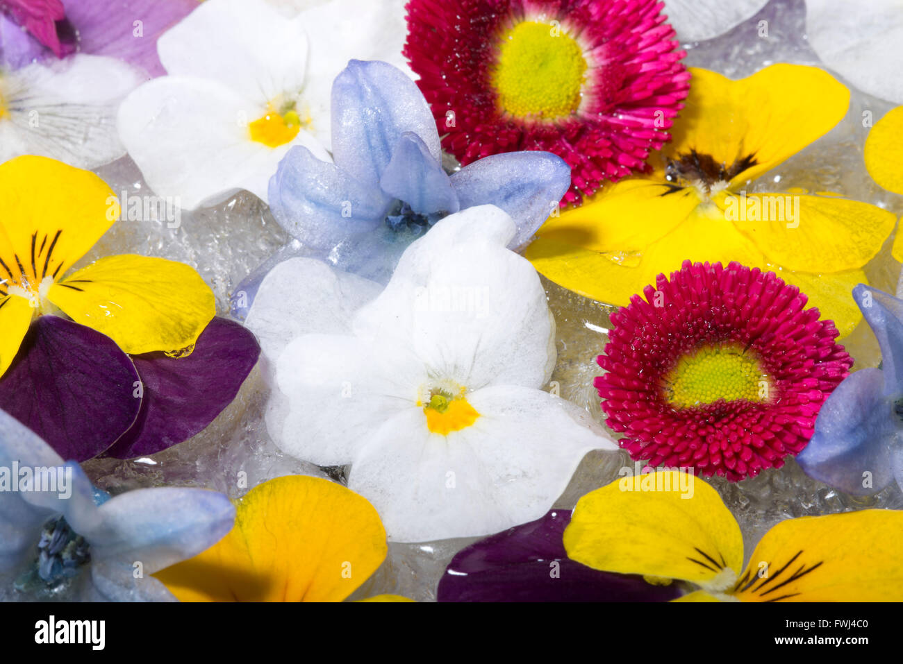 beautiful frozen spring flowers in spring setting Stock Photo - Alamy