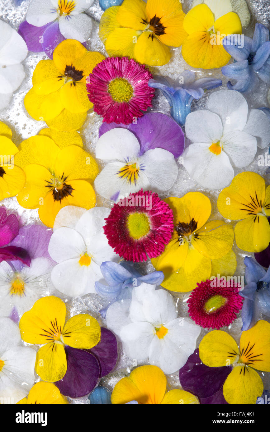 beautiful frozen spring flowers in spring setting Stock Photo - Alamy