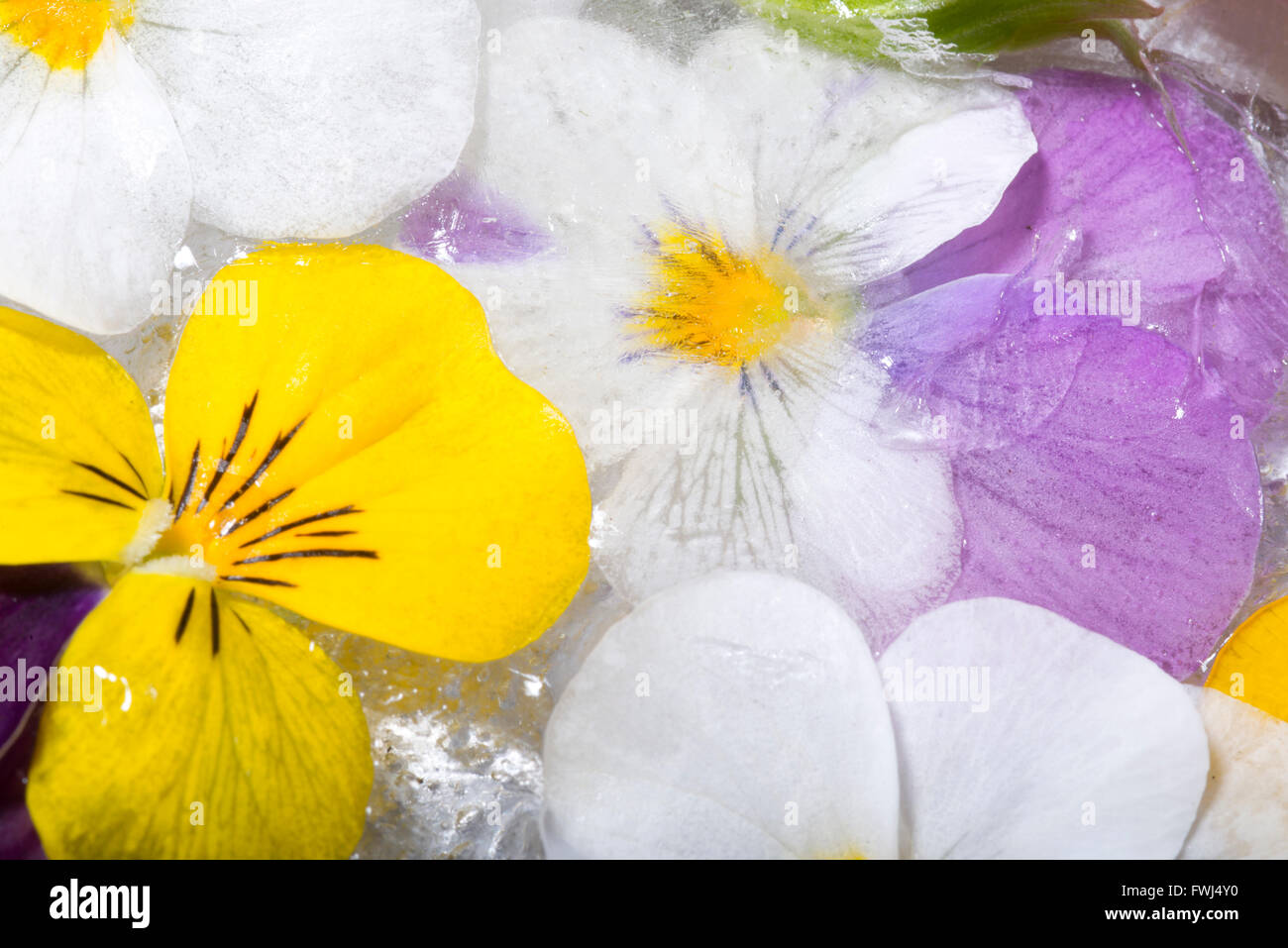 beautiful frozen spring flowers in spring setting Stock Photo - Alamy