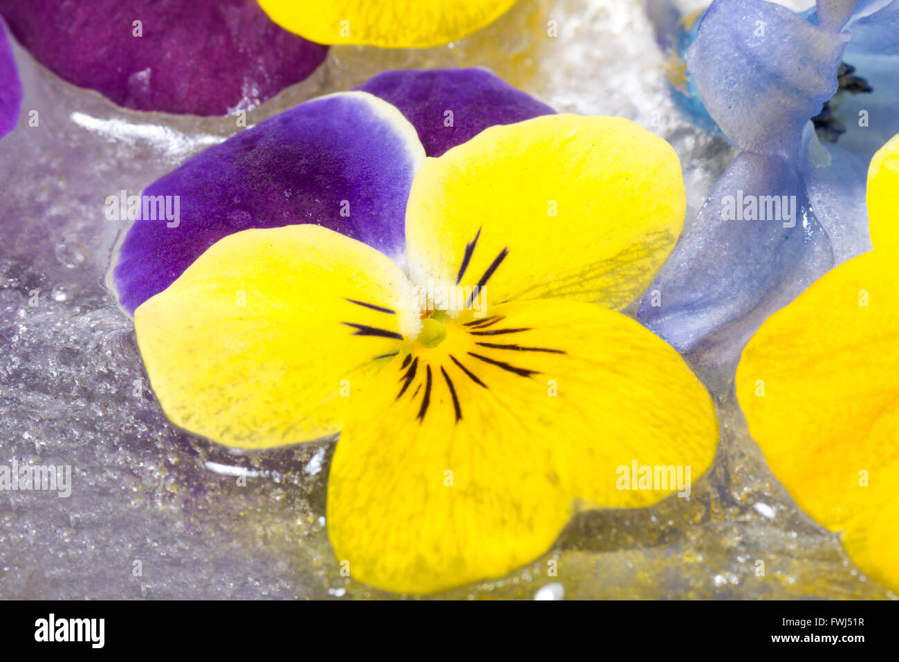 beautiful frozen spring flowers in spring setting Stock Photo - Alamy