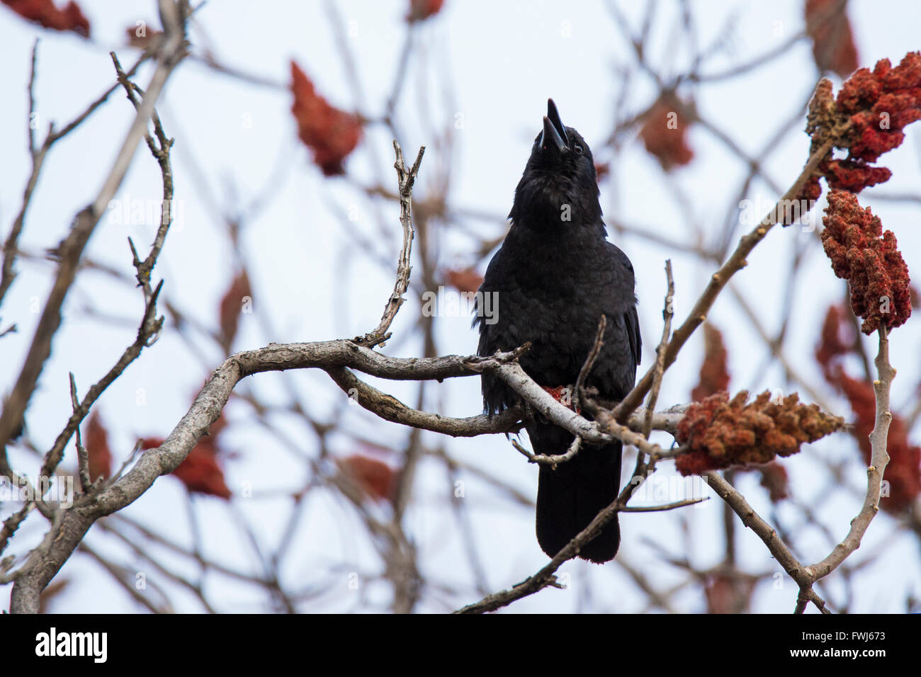 American Crow (Corvus brachyrhynchos) in spring Stock Photo - Alamy