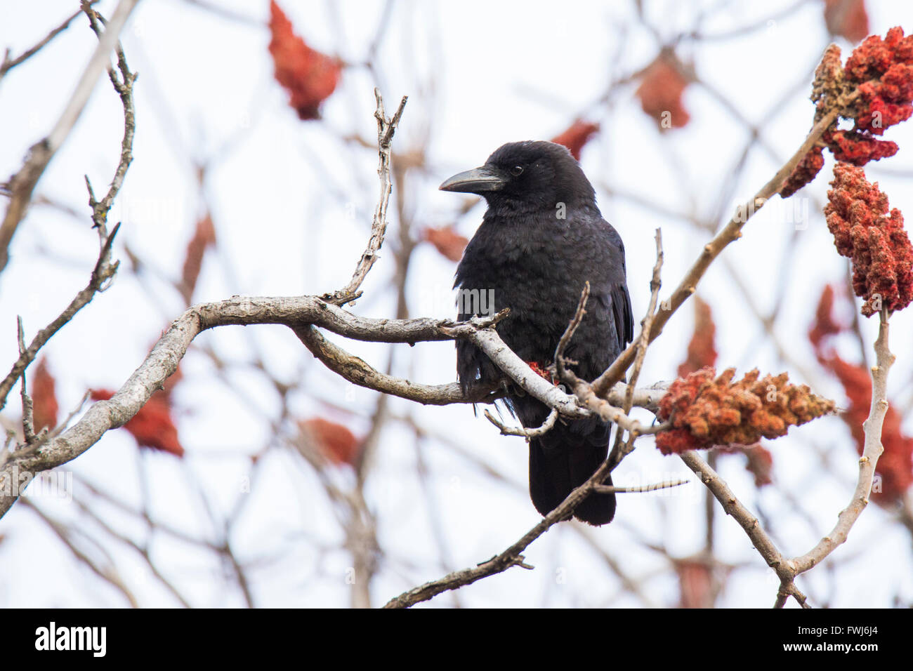 American Crow (Corvus brachyrhynchos) in spring Stock Photo - Alamy