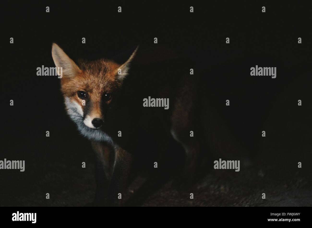Fox at night hi-res stock photography and images - Alamy