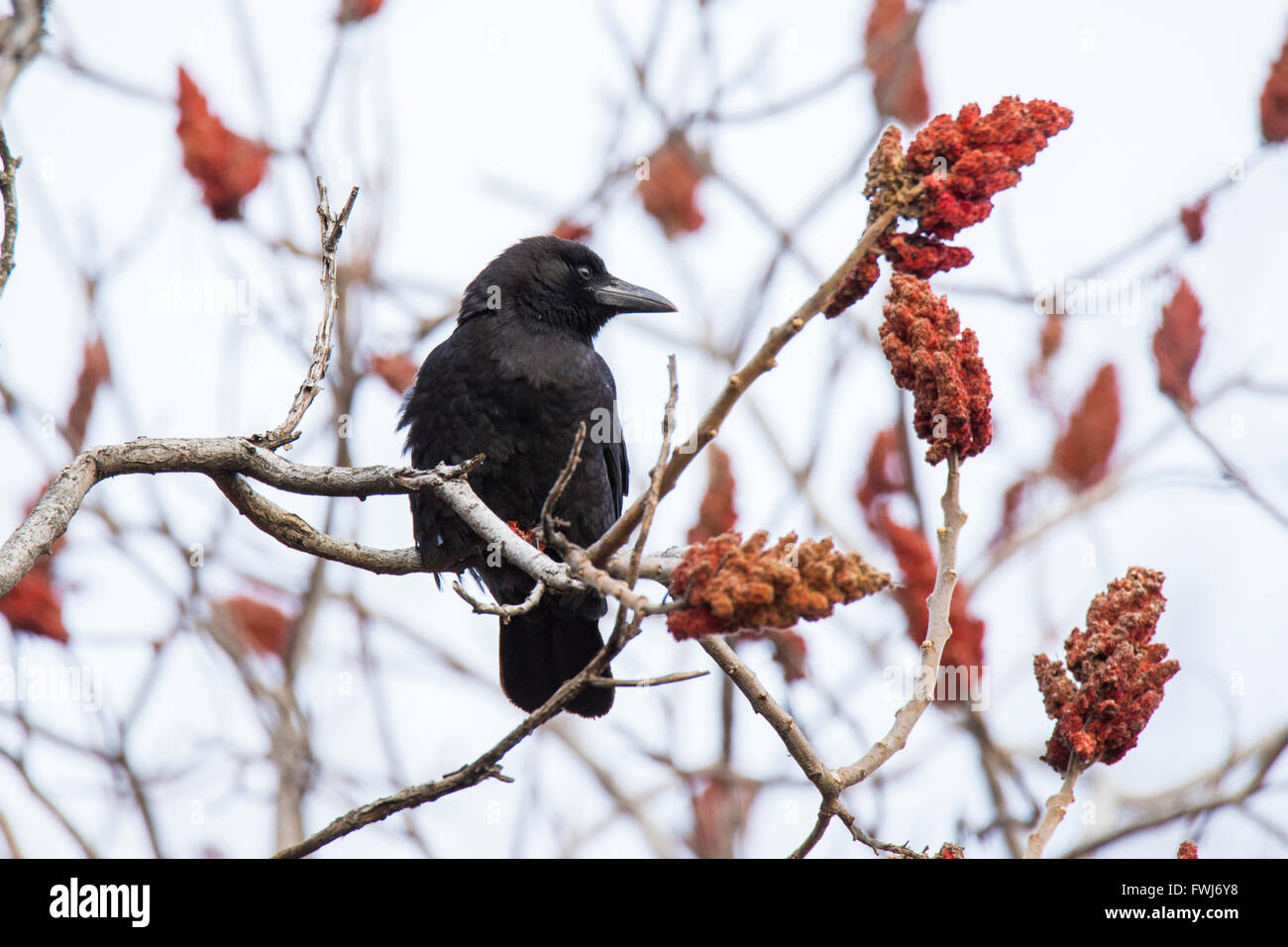 American crow hi-res stock photography and images - Alamy