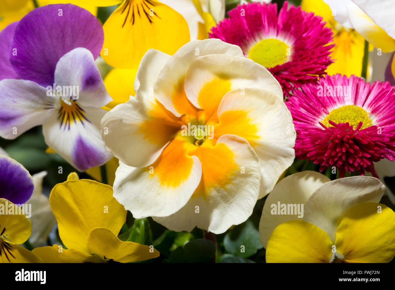 beautiful frozen spring flowers in spring setting Stock Photo - Alamy