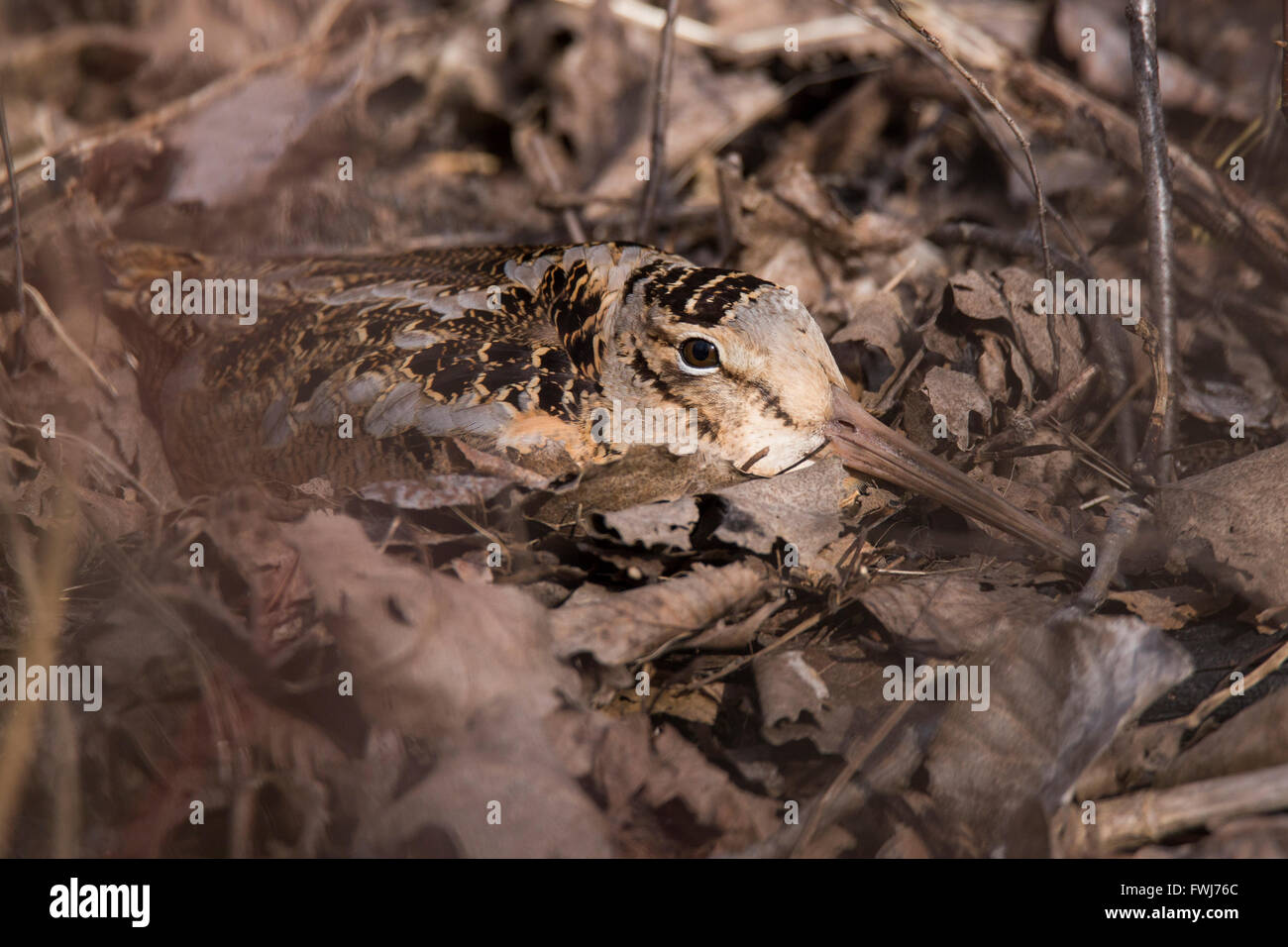 Female American woodcock (Scolopax minor) at nest Stock Photo - Alamy