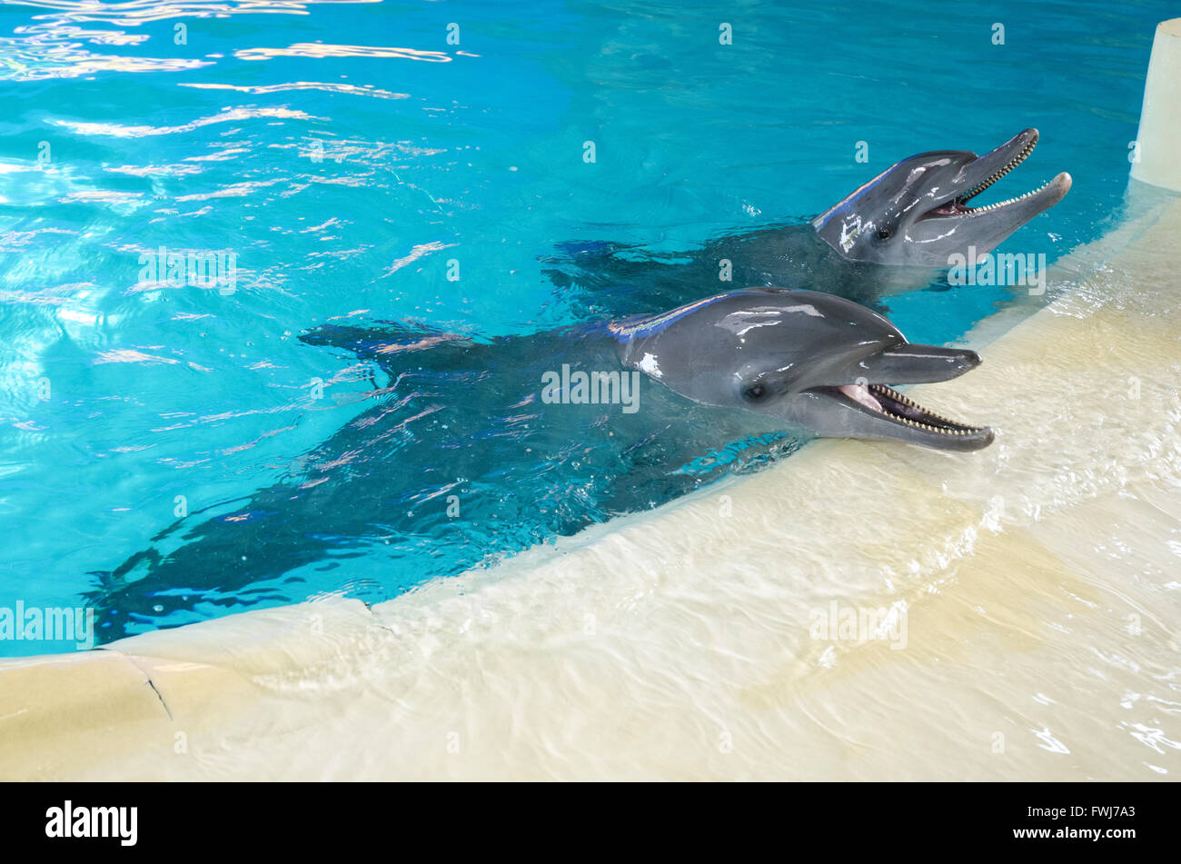 two Dolphins playing at the dolphin pool Stock Photo - Alamy