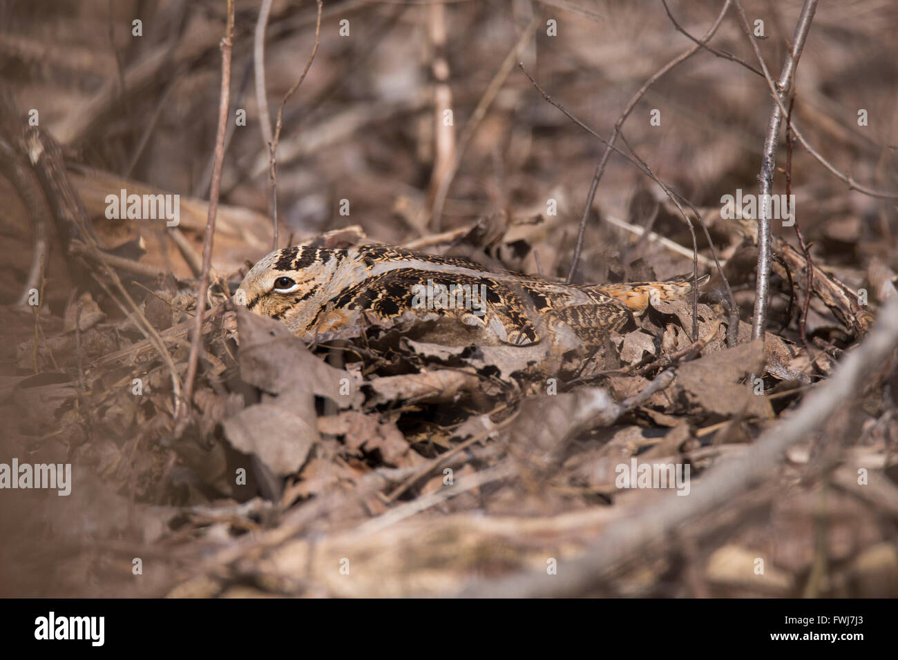 Female American woodcock (Scolopax minor) at nest Stock Photo - Alamy
