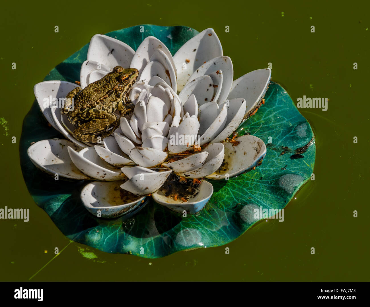 Plastic frog on water hi-res stock photography and images - Alamy