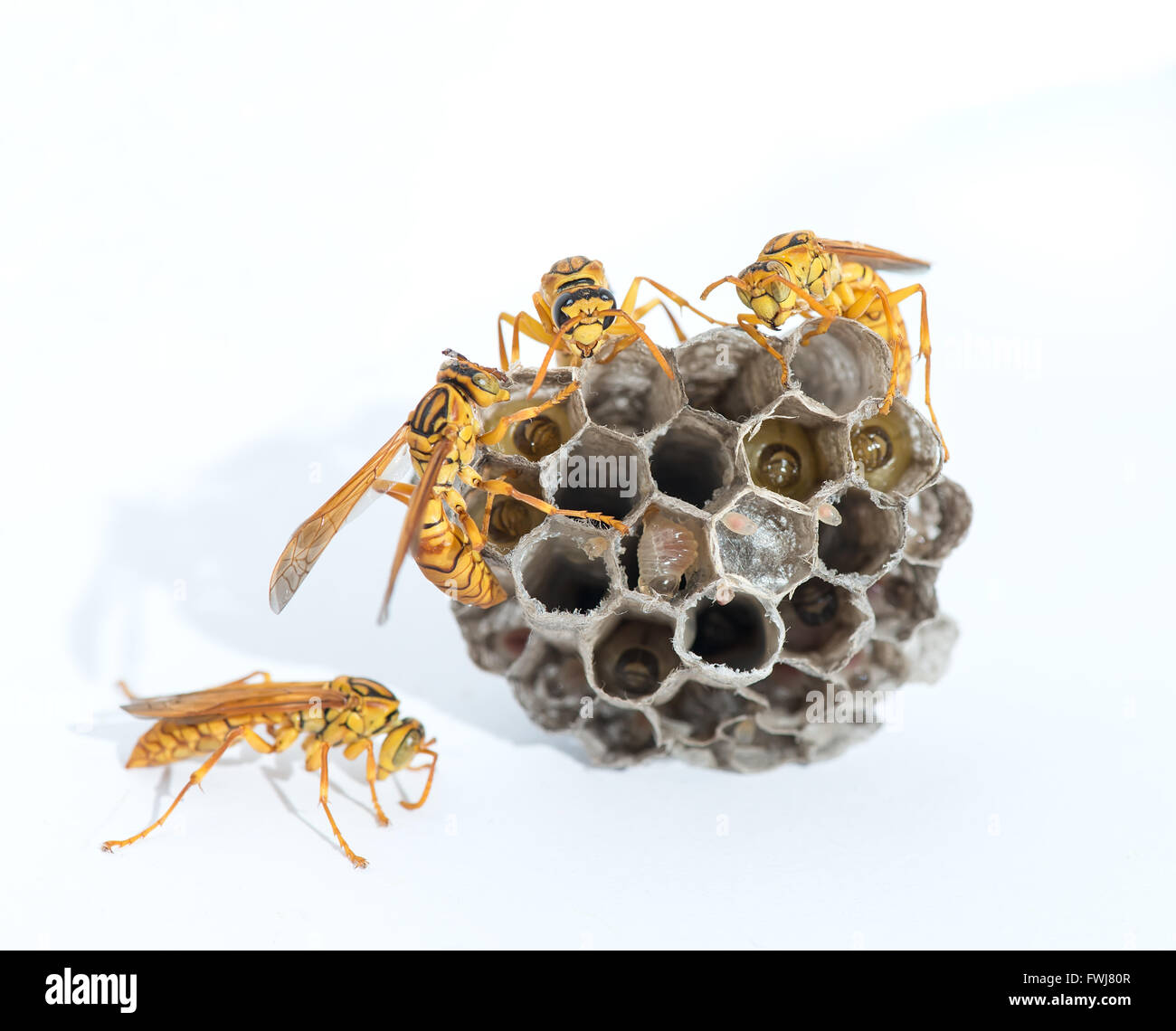 wasp isolated on white background Stock Photo - Alamy