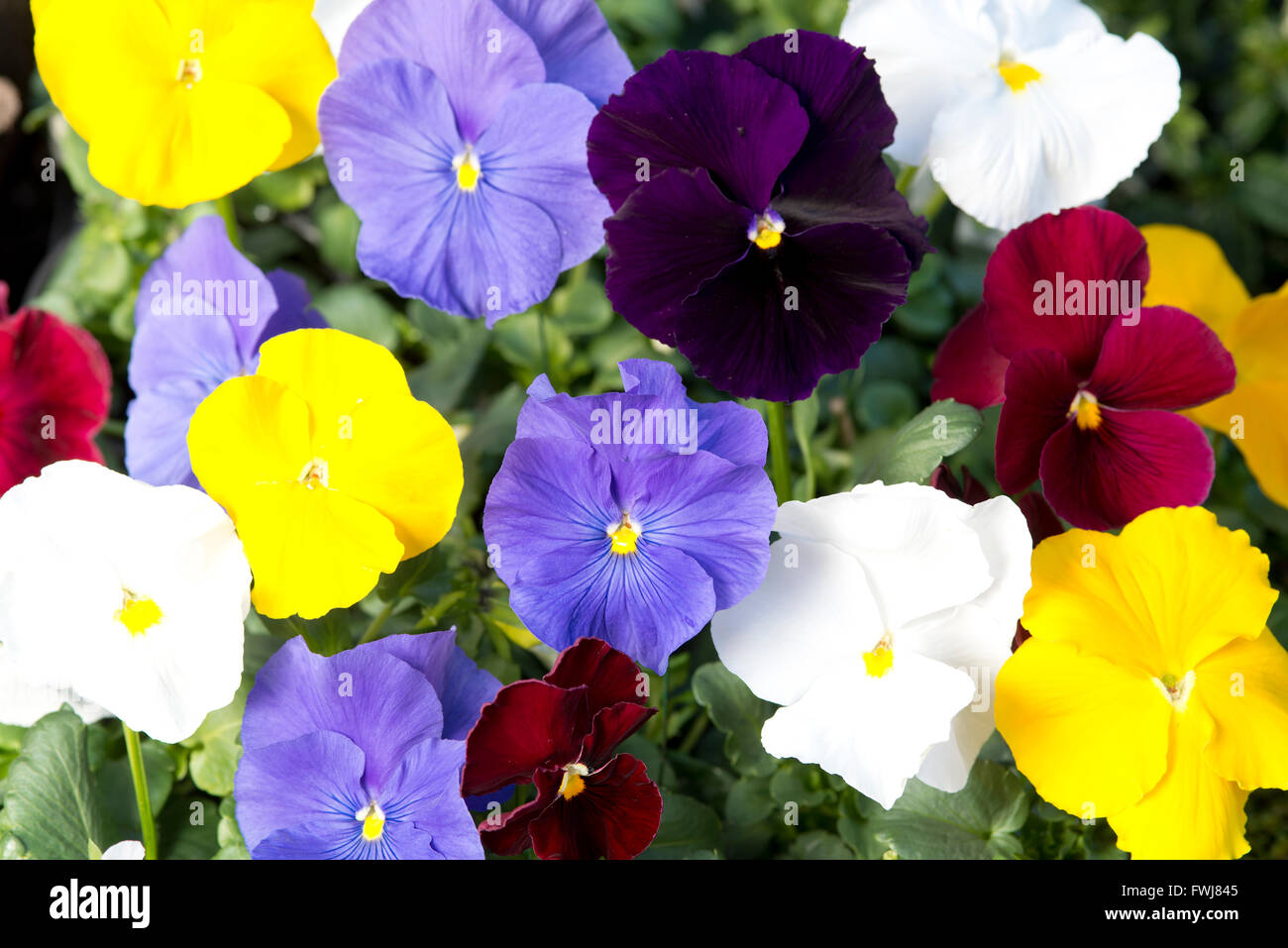 mixed pansies in colorful spring garden Stock Photo - Alamy