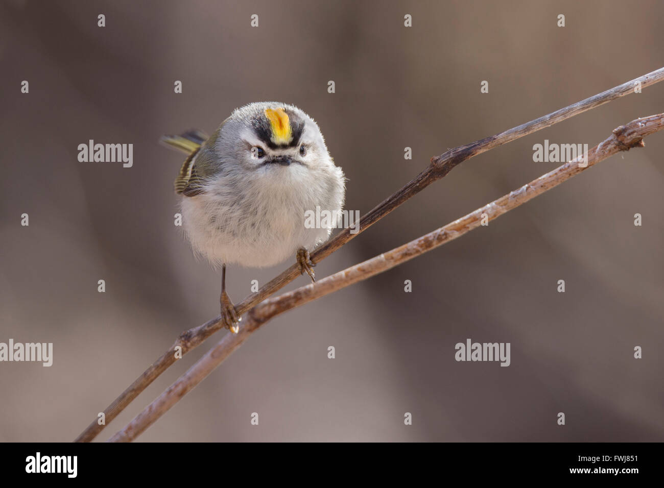 Golden-crowned Kinglet (Regulus satrapa) in spring Stock Photo - Alamy