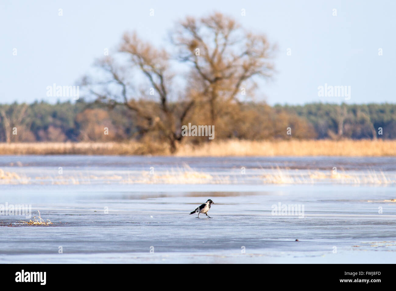 Calm water bird hi-res stock photography and images - Alamy