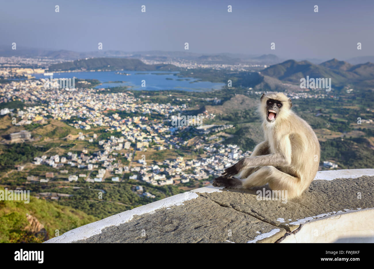 Angry monkey hi-res stock photography and images - Alamy