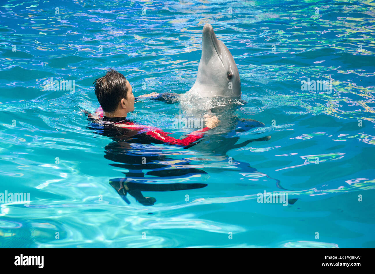 dolphin show playing dancing with a man as an dolphin instructor at the Dolphin arena, Ancol ...
