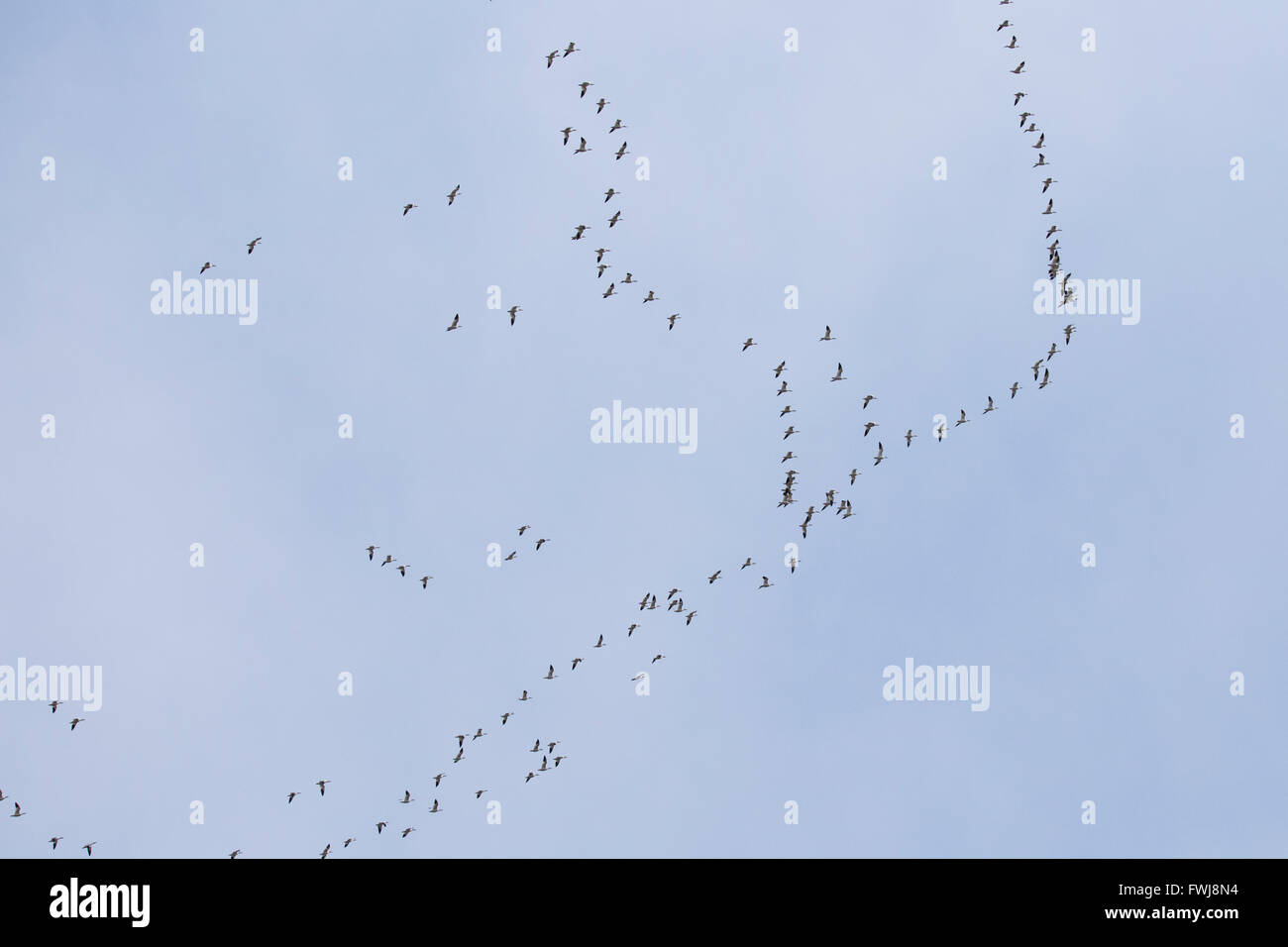 Snow Goose migration in Canada Stock Photo - Alamy