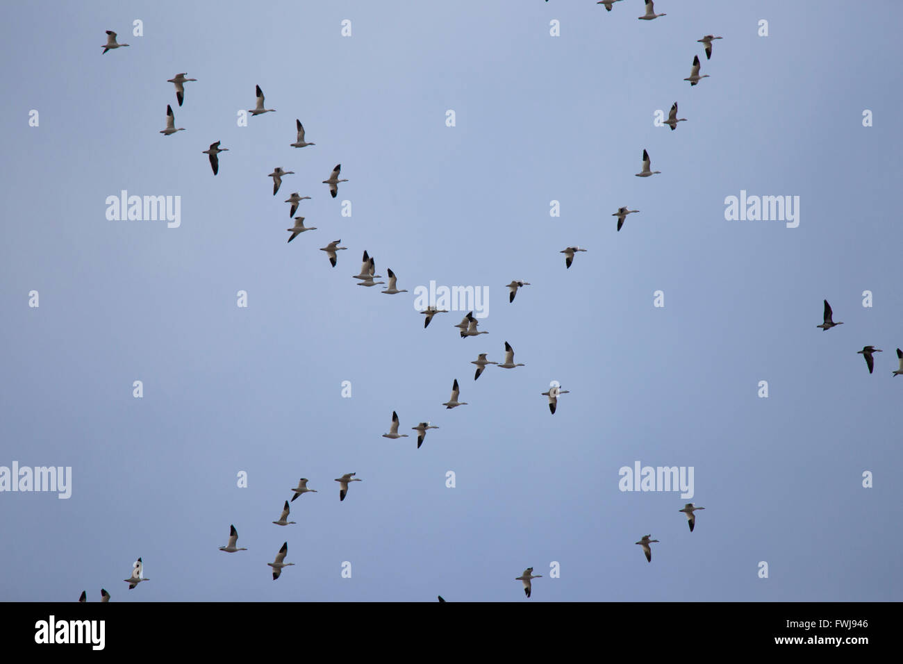 Snow Goose migration in Canada Stock Photo - Alamy