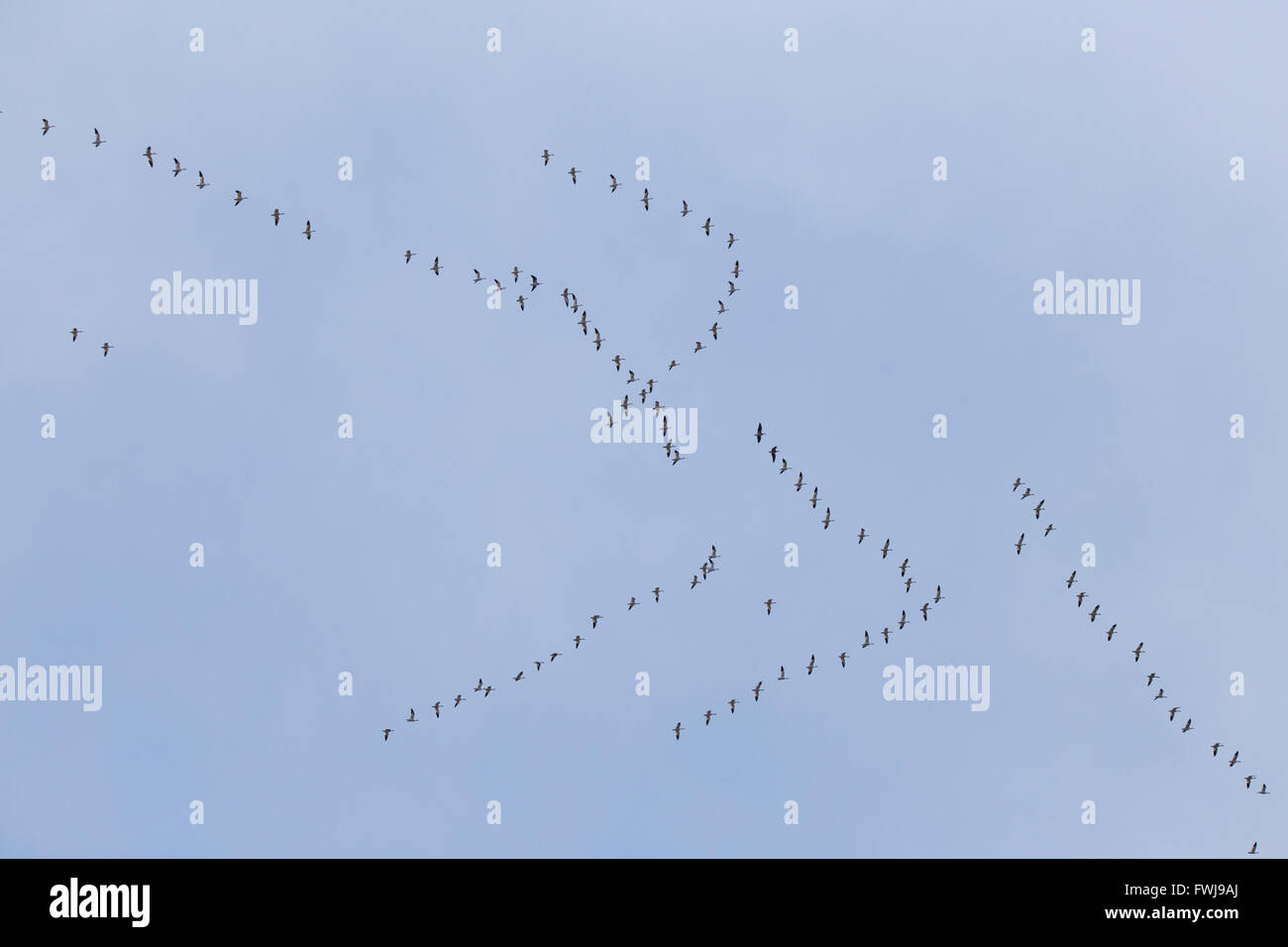 Snow Goose migration in Canada Stock Photo - Alamy