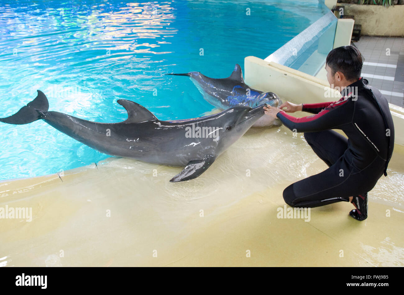 dolpin instructor, feeding dolphin with the fish, at the training ...