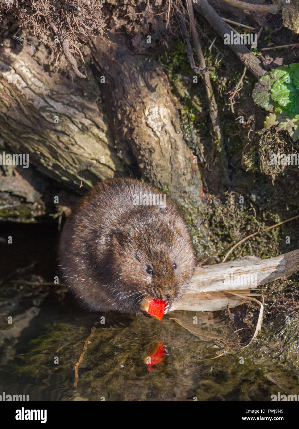 Semi Aquatic Rodent Stock Photos & Semi Aquatic Rodent Stock Images - Alamy