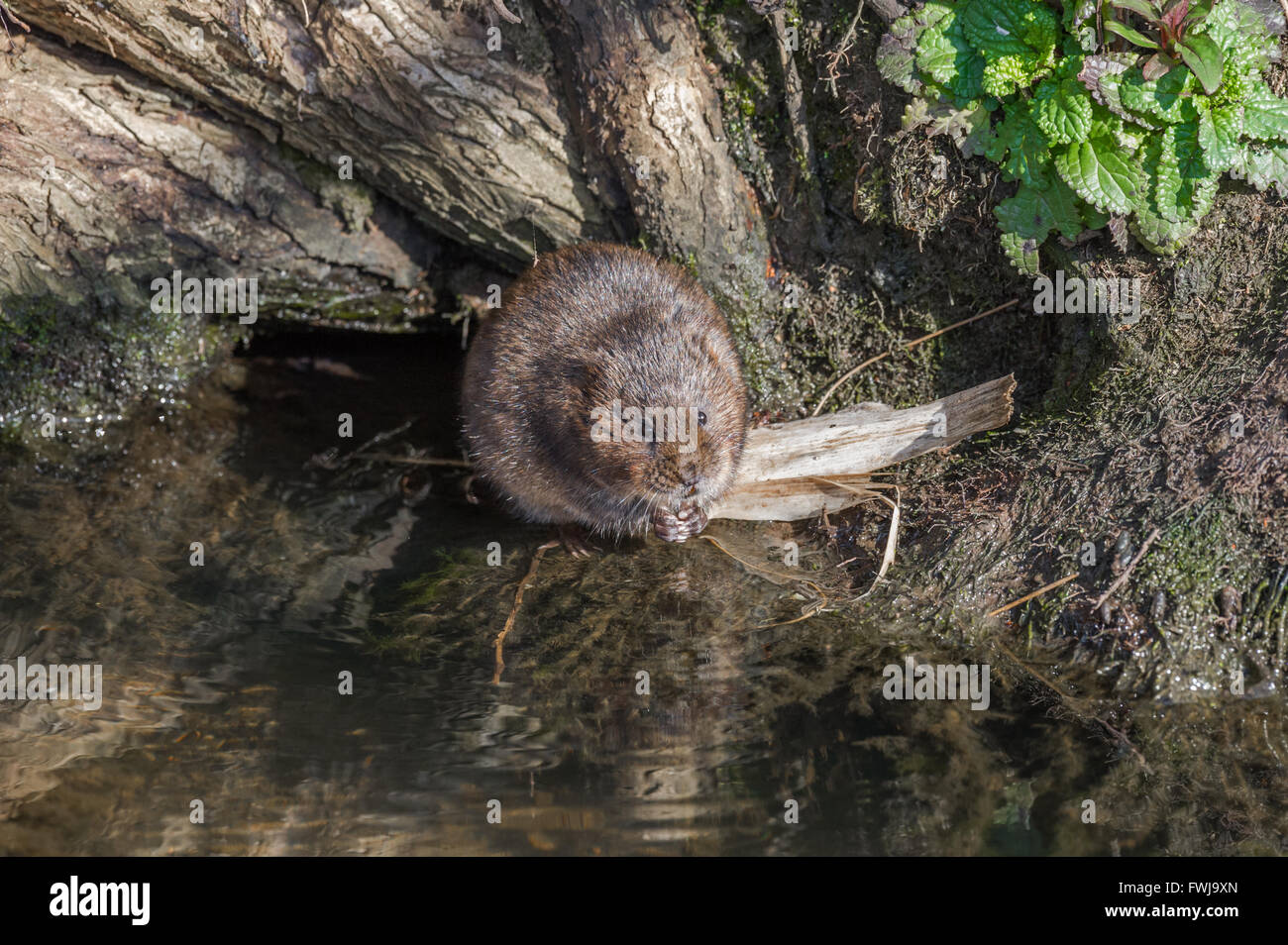 European water vole, a semi-aquatic rodent Stock Photo - Alamy