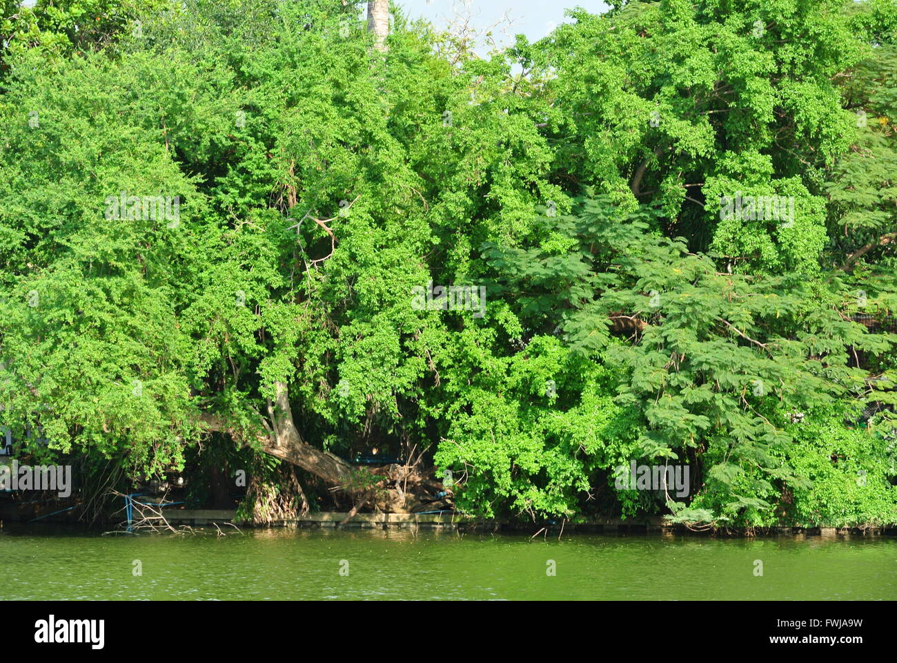 Trees Growing By River At Forest Stock Photo - Alamy