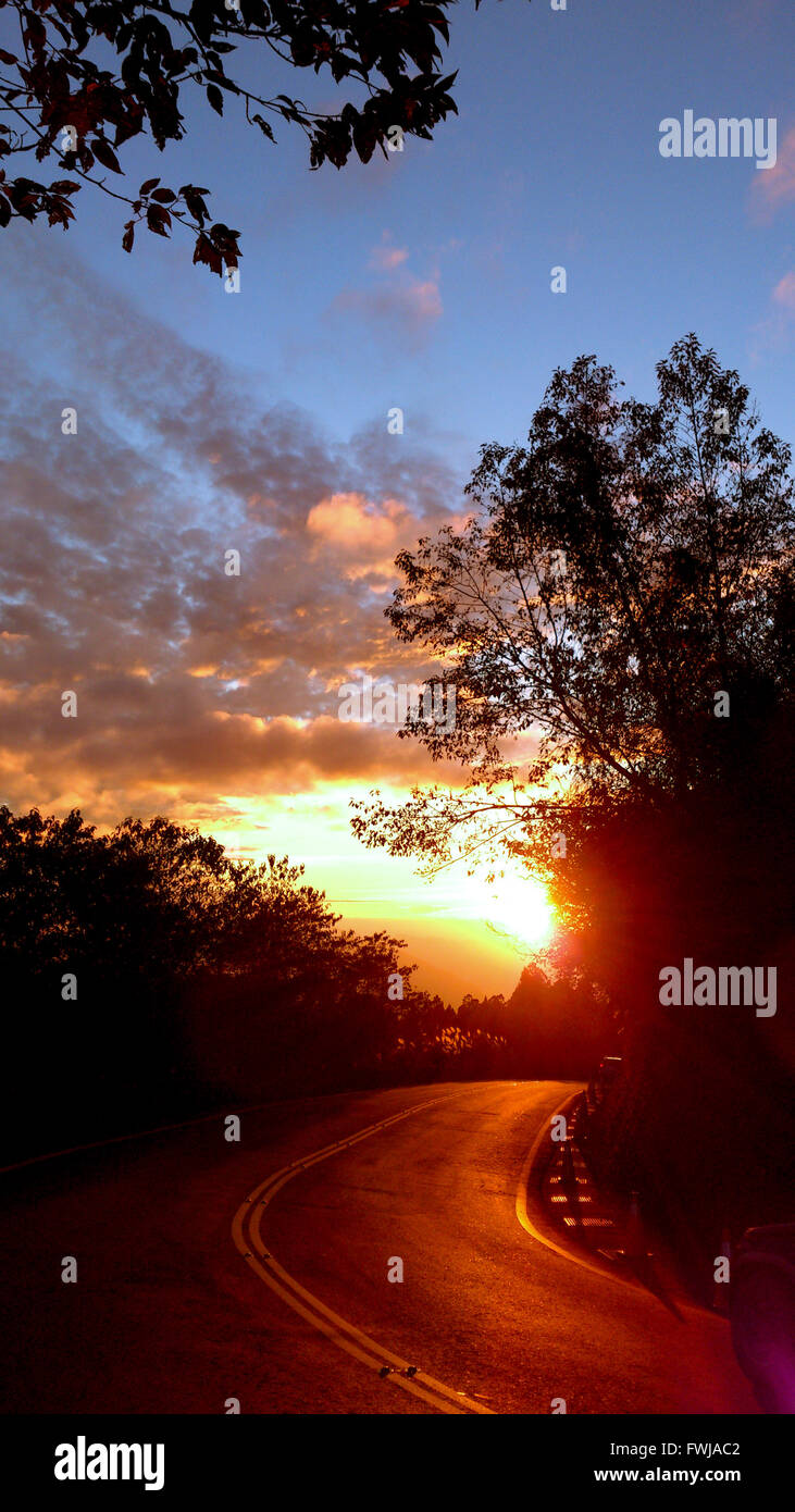 Buli tree hi-res stock photography and images - Alamy