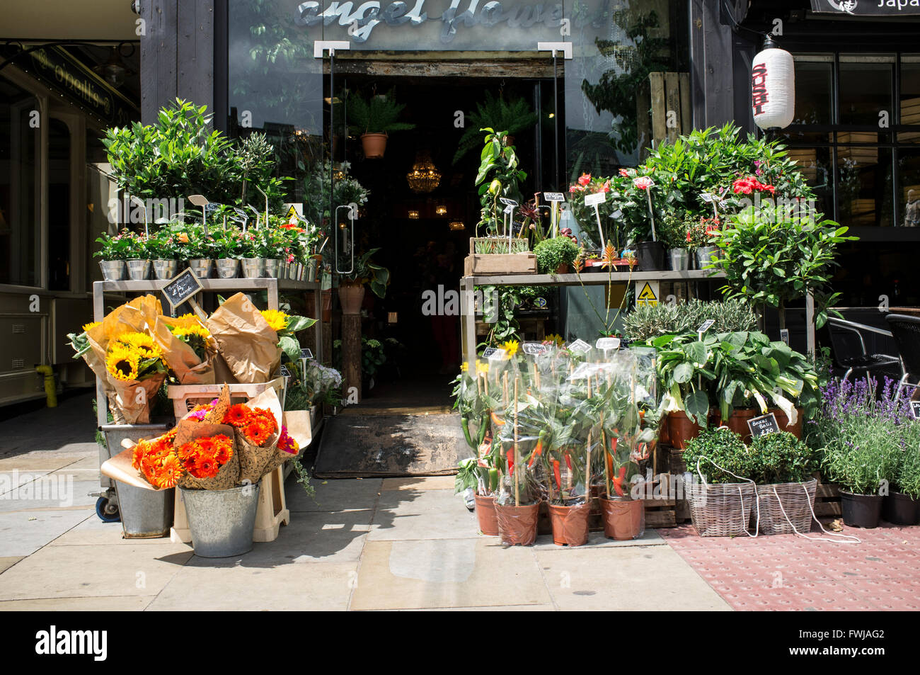 Outside display at a flower shop in Islington, London Stock Photo - Alamy