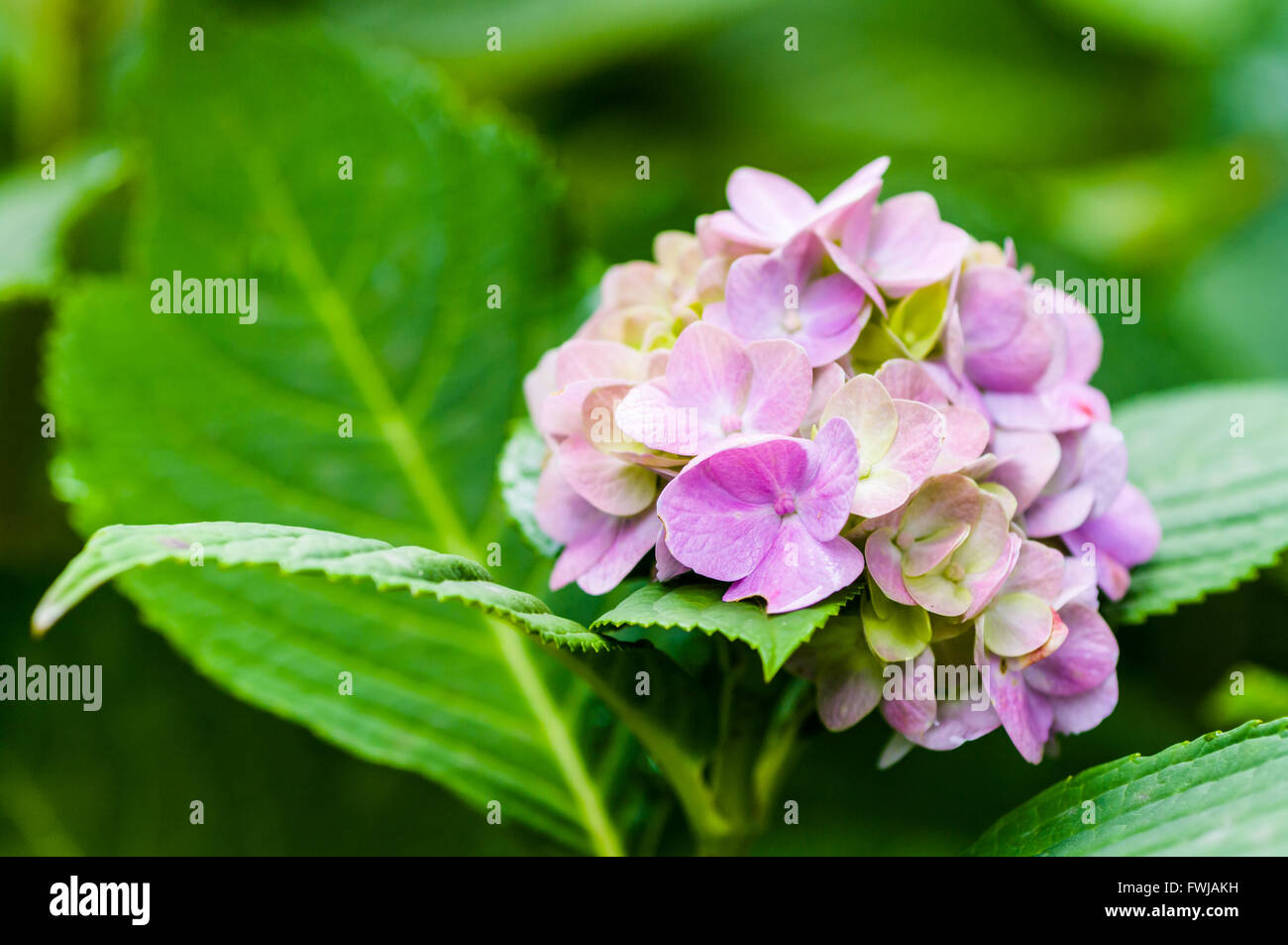 Hydrangeas hi-res stock photography and images - Alamy