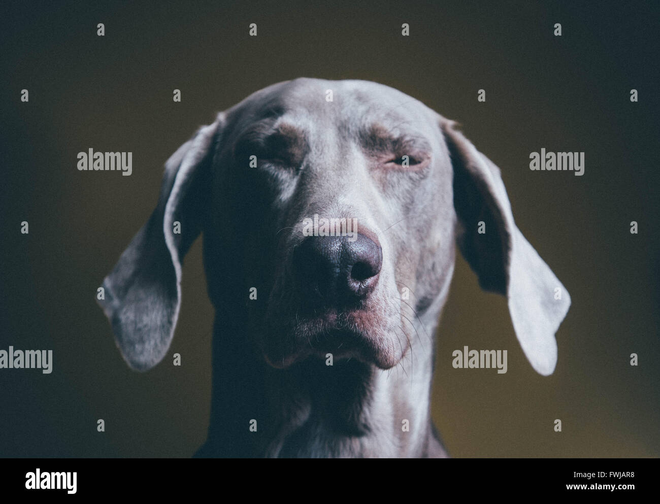 Winking animal hi-res stock photography and images - Alamy