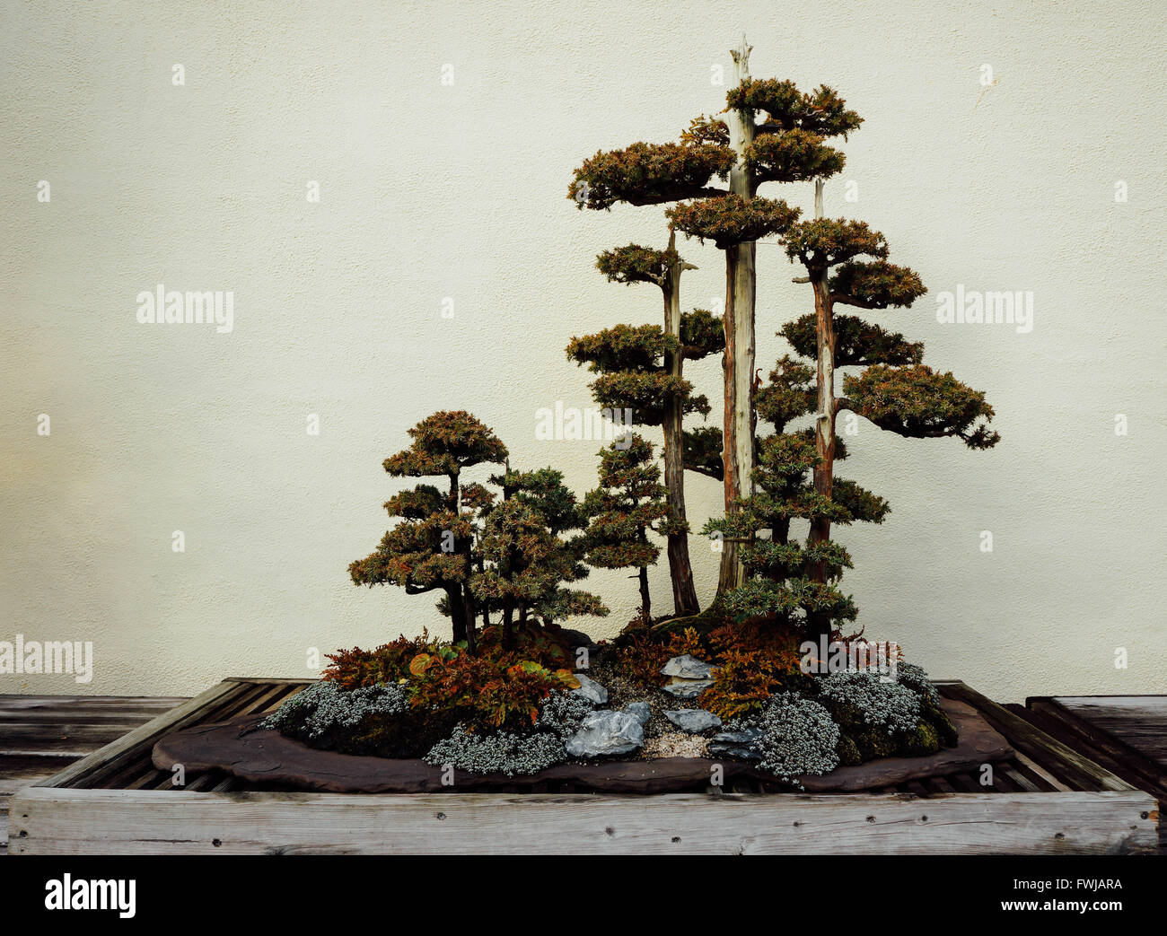 Wall Tree High Resolution Stock Photography and Images - Alamy